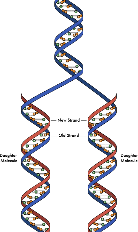 Download Each Of The Original Strands Of Dna Is Replicated To - Art ...