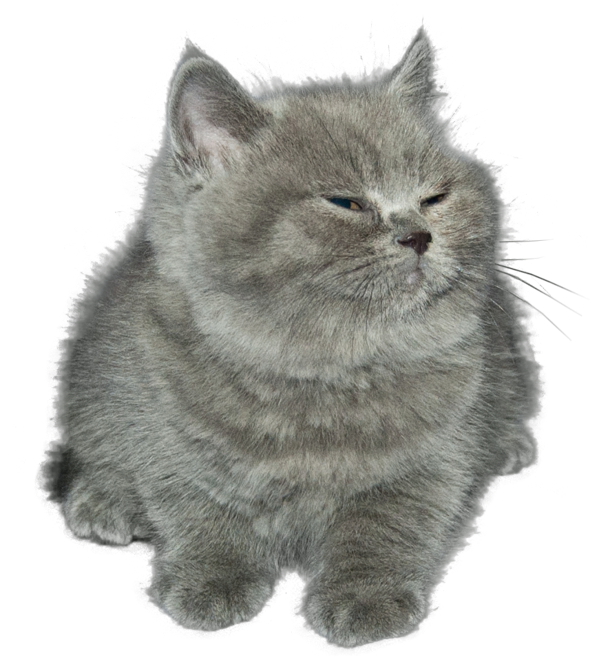 Download Cat Kitten Cat Mammal Small To Medium Sized Cats Whiskers ...