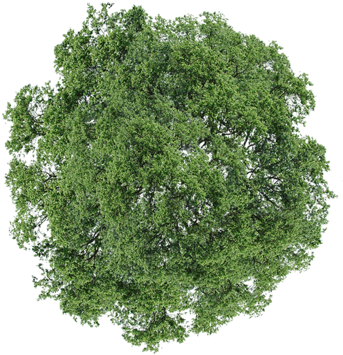 Download Png Trees Plan For Photoshop Graphic Download - Architectural ...