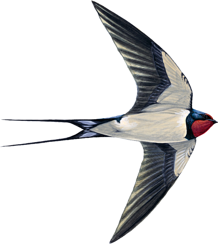 Download Swift Bird - Full Size PNG Image - PNGkit