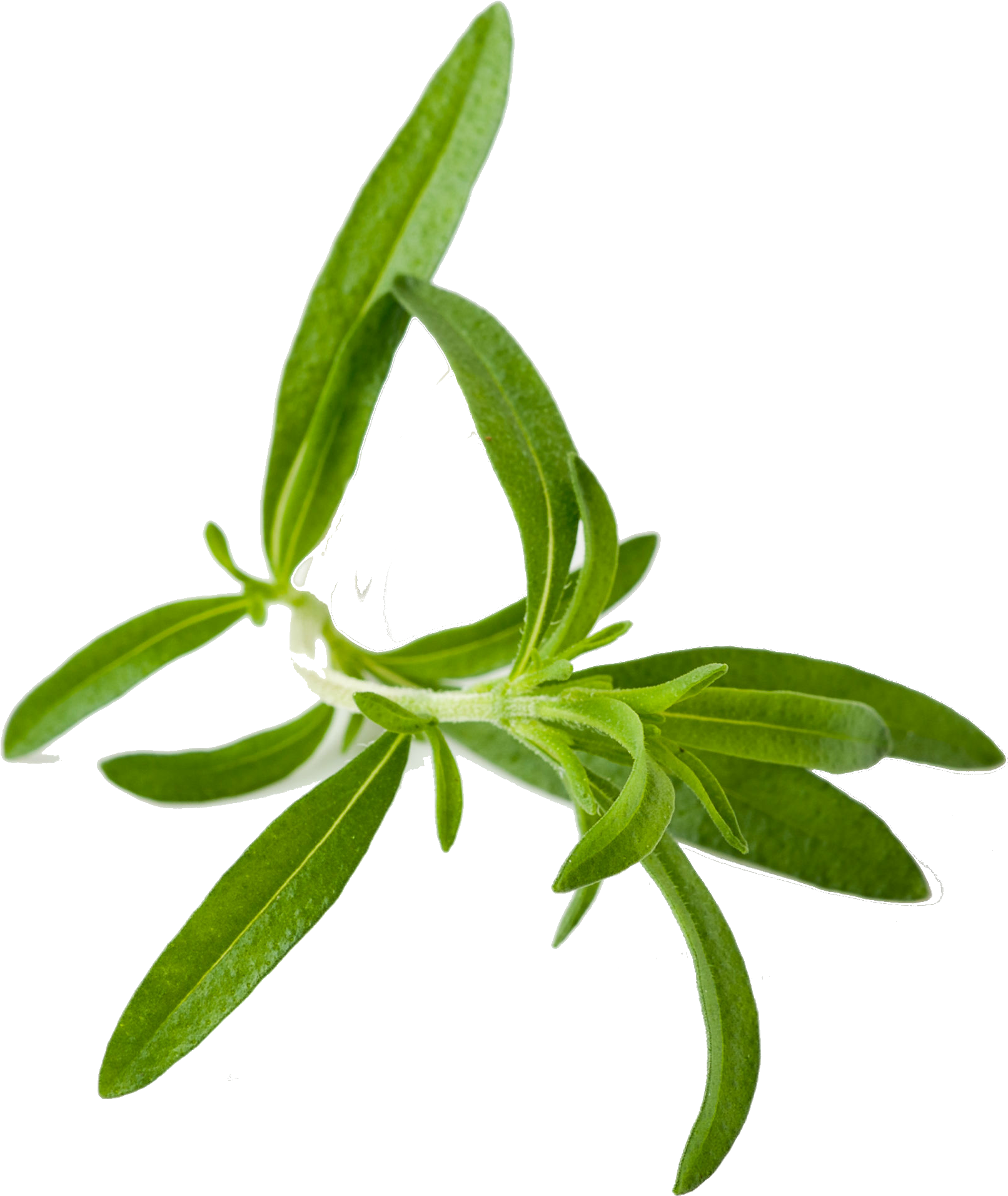 Download Savory Herb Png - Full Size PNG Image - PNGkit