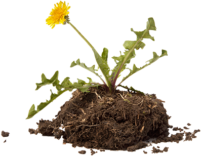 Download Transparent Weed Garden - Garden Weed Png - Full Size PNG ...