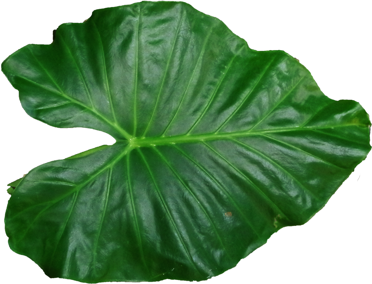 Download Leaf Png Pic - Leaf Png - Full Size PNG Image - PNGkit
