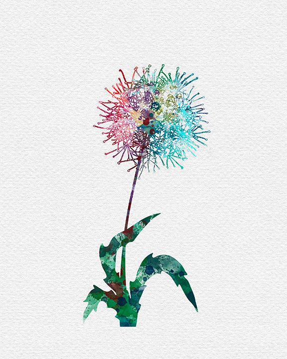 Download Clipart Transparent Stock Dandelions Drawing Watercolor ...