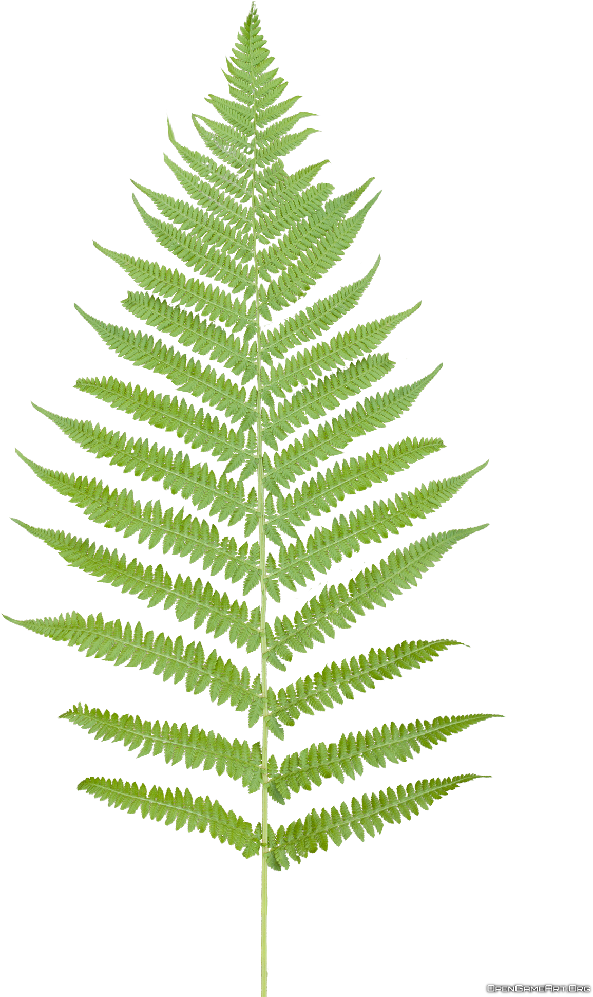 Download Transparent Tropical Ferns Png - Fern Leaf No Background - PNGkit