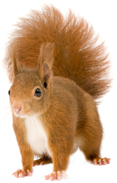 Download Red Squirrel Png - Full Size PNG Image - PNGkit