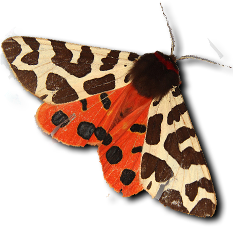 Download Tiger Moth - Garden Tiger Moth - Full Size PNG Image - PNGkit