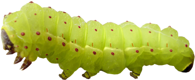 Download Caterpillar Png - Full Size PNG Image - PNGkit