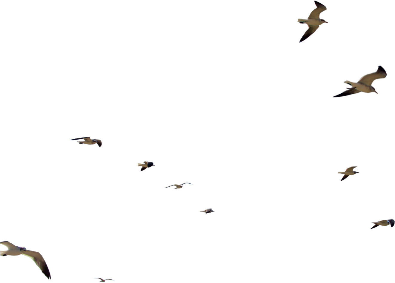 Download Birds Flying In Flocks Png - Full Size PNG Image - PNGkit