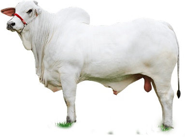 Download Gado Nelore Png - Sheep - Full Size PNG Image - PNGkit