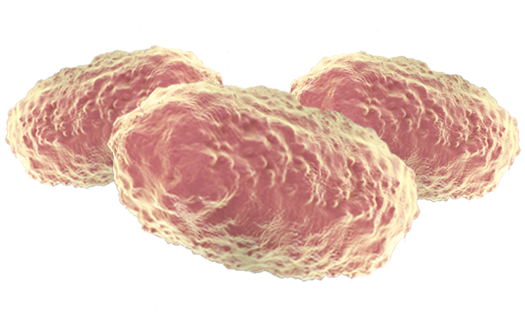 Download Diasorin Molecular Simplexa® Bordetella Direct Kit ...