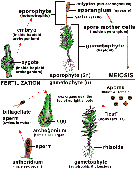 Download Moss Cycle - Life Cycle Of Takakia - Full Size PNG Image - PNGkit