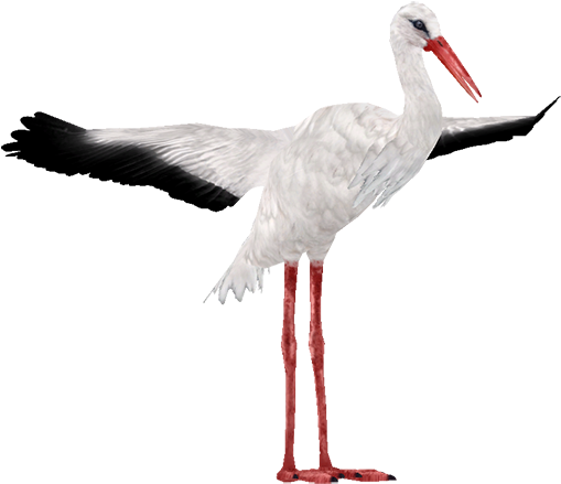 Download Stork - White Stork Png - Full Size PNG Image - PNGkit