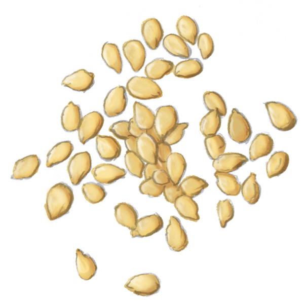 Download Sesame Png - Full Size PNG Image - PNGkit