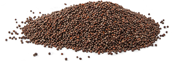Download Brown Mustard Seeds Have Extremely Sharp, Tart Taste ...