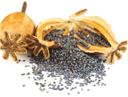 Download Poppy Seeds-0 - Poppy Seed Plant Png - Full Size PNG Image ...