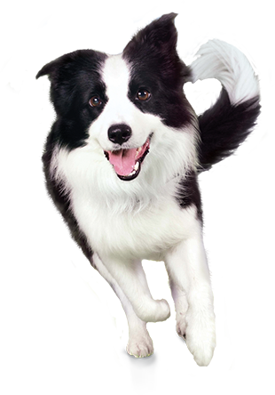 Download Perro De Dog Chow - Full Size PNG Image - PNGkit