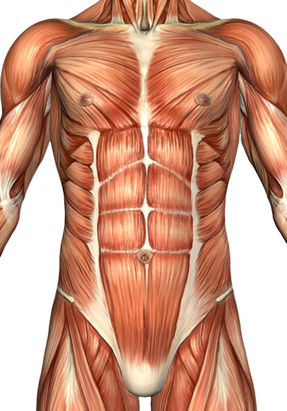 Download Muscles Of The Abdominal Wall Clipart Free Library - Musculus ...