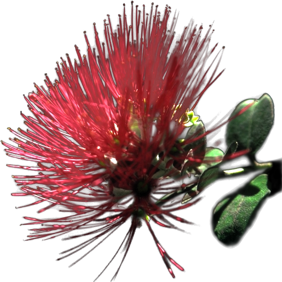 Download [redbrushalpha-0 - 5 ] - Ohia Clipart Png - Full Size PNG ...