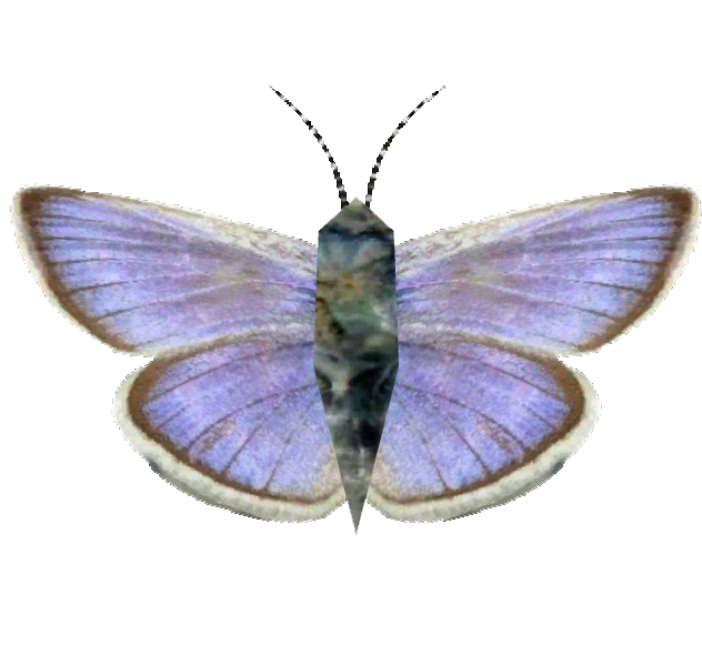 Download Xerces Blue - Common Blue - Full Size PNG Image - PNGkit