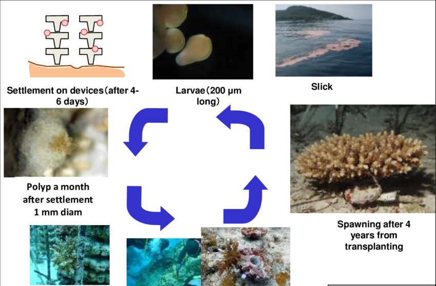 Download Life Cycle Of Transplanted Coral From Larvae To Spawning ...