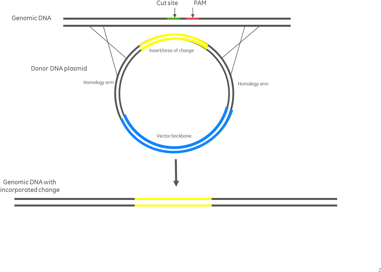 Download Transparent Donor Plasmid Assembly For Insertion Of A ...
