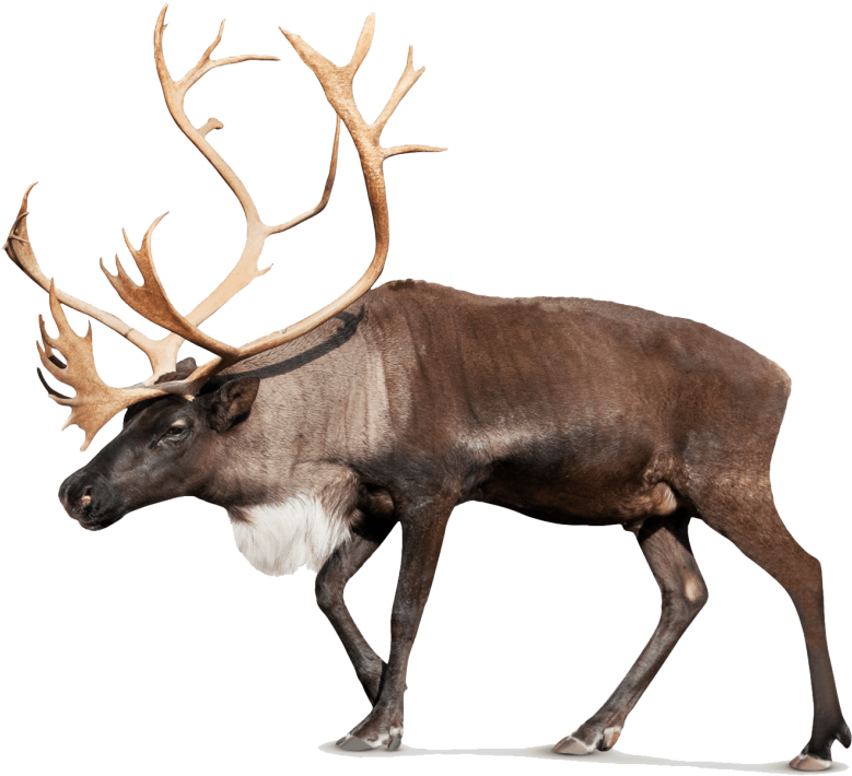 Download Free Png Moose Png Pic Png Images Transparent - Antler - Full ...