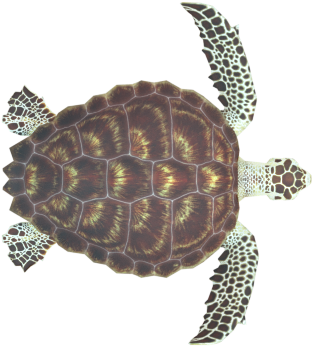 Download Loggerhead Top1 - Sea Turtle From Top - Full Size PNG Image ...