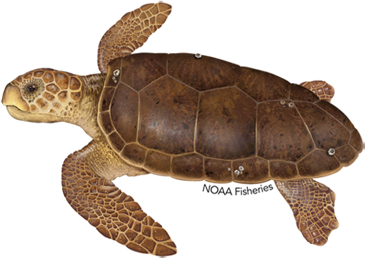 Download Turtle Olive Ridley - Loggerhead Sea Turtle - Full Size PNG ...