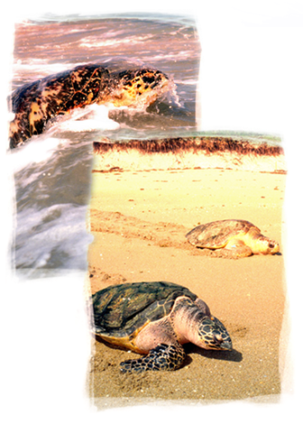 Download Learn About Sea Turtles Remarkable Marine Reptiles - Seaworld ...
