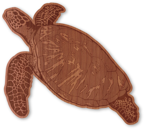 Download Hawksbill Sea Turtle - Full Size PNG Image - PNGkit