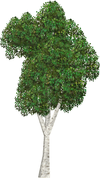 Download Silver Birch - Silver Birch Png - Full Size PNG Image - PNGkit