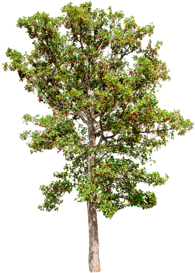 Download Isolated Trees On White Background, Trees, Isolated, - White ...