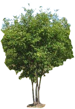 Download 6" Multi-stem Autumn Brilliance Serviceberry - Tree With Alpha ...