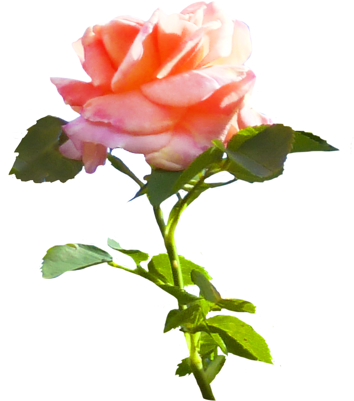 Download Pink Rose Png Hd Flowers Images Free Photo 100 Addpng - Roses ...