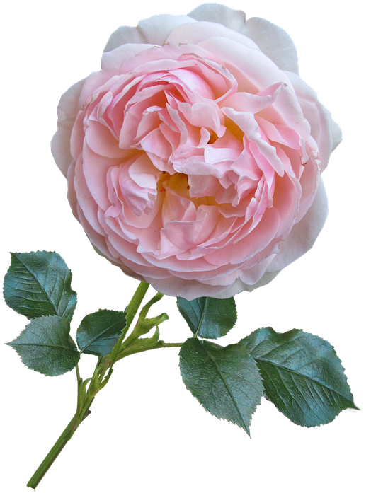 Download Rose, Pink, David Austin, Flower - Роза Остина Пнг - Full Size ...