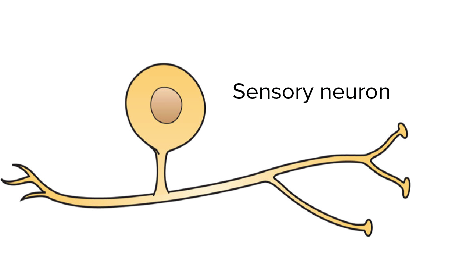 Download Neuron Clipart Dead - Neuron - Full Size PNG Image - PNGkit