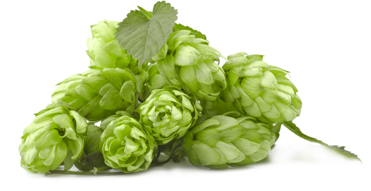 Download Hops Png - Full Size PNG Image - PNGkit
