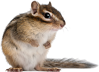 Download Chipmunks - Chipmunks By Mari Schuh - Full Size PNG Image - PNGkit