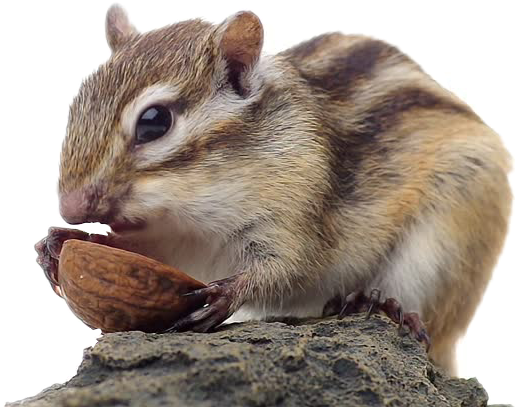 Download Chipmunk Png - Full Size PNG Image - PNGkit