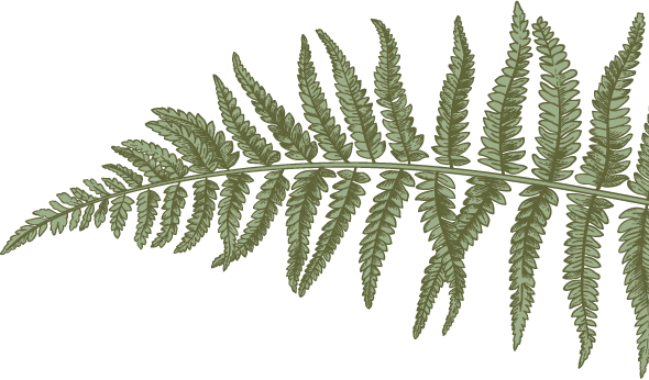 Download Fern - Fern Drawings Transparent - Full Size PNG Image - PNGkit
