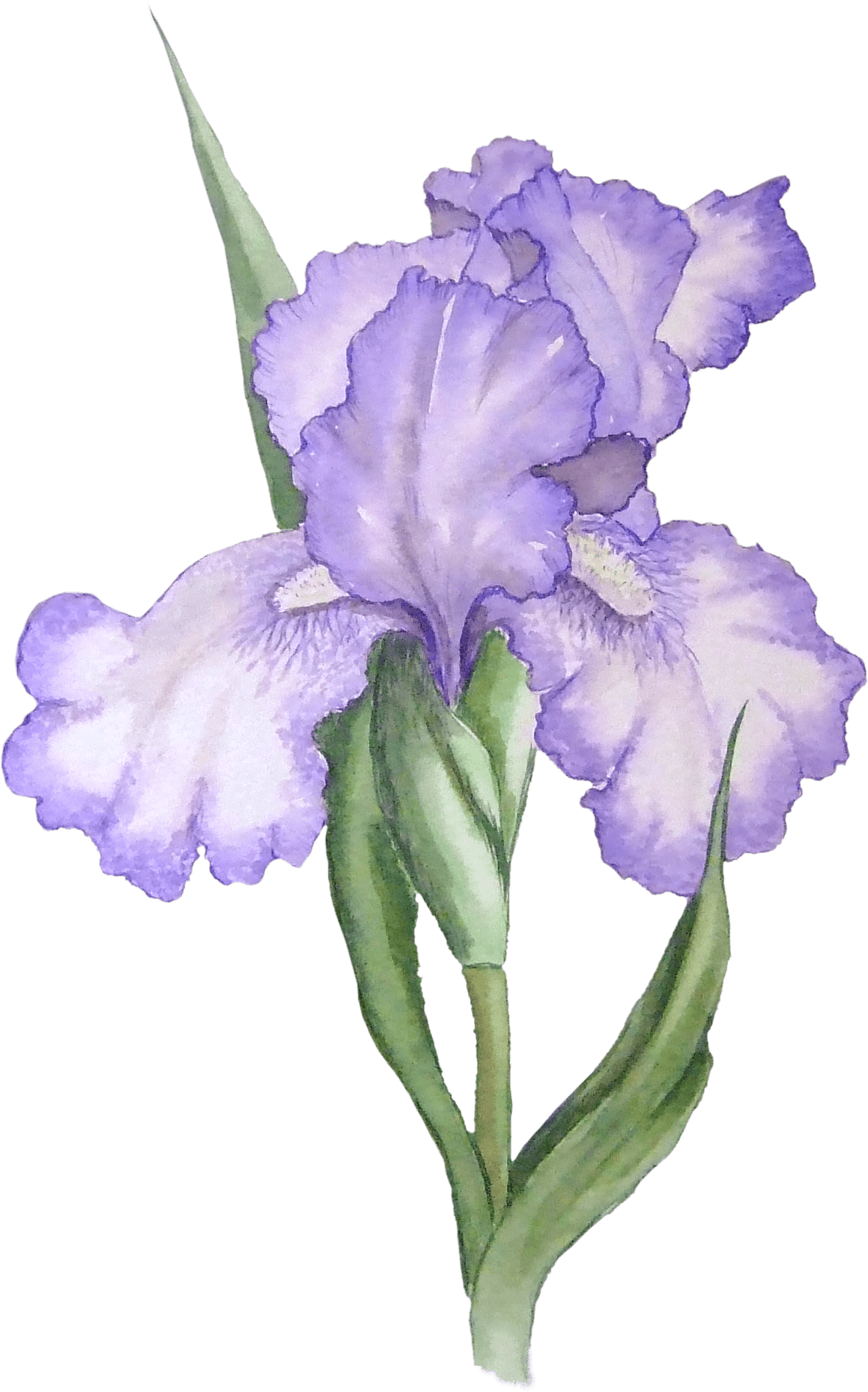 Download Illustration Transparent Stickpng Download - Iris Flower Png ...