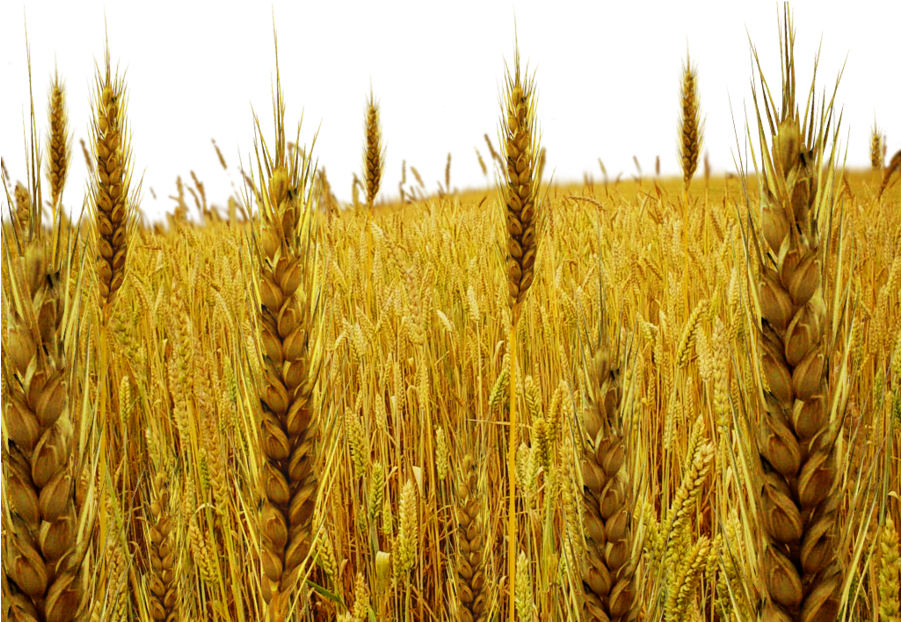 Download Tare Png By Dbszabo - Full Size PNG Image - PNGkit