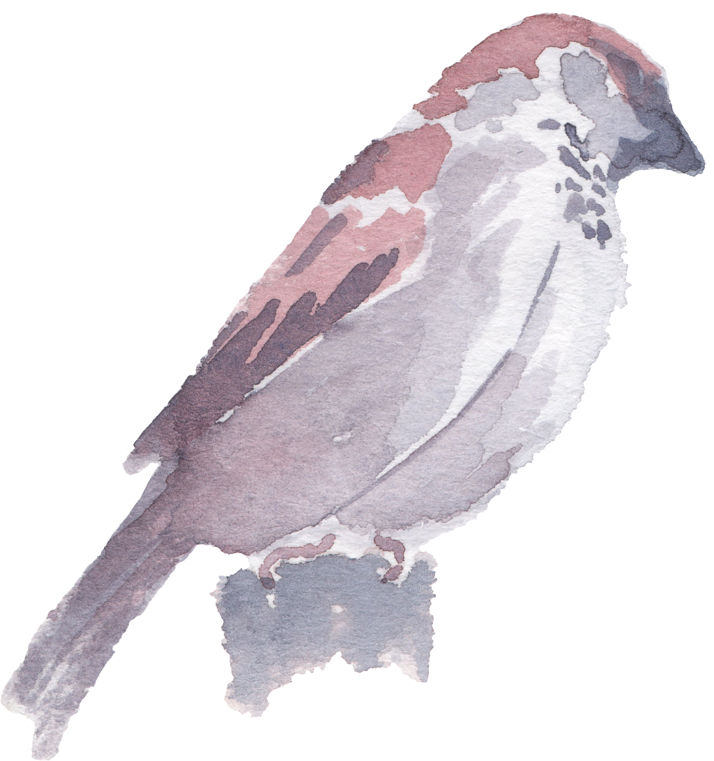 Download Hand Drawn Standing Bird Watercolor Transparent - Full Size ...