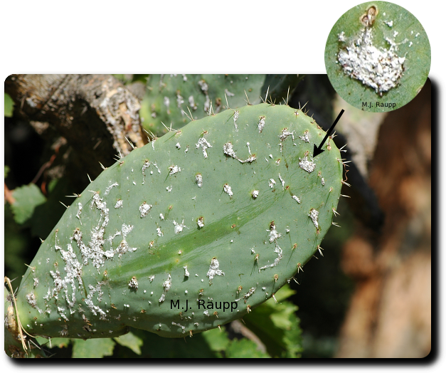 Download Cochineal Insect On A Opuntia Cactus - Cochineal Beetle On ...