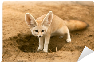 Download Fennec Fox Desert Animals - Full Size PNG Image - PNGkit