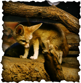 Download Sahara Desert Animals - Full Size PNG Image - PNGkit