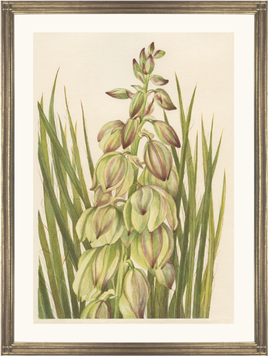 Download Yucca - N American Wild Flowers 1925 Yucca Poster Print By ...