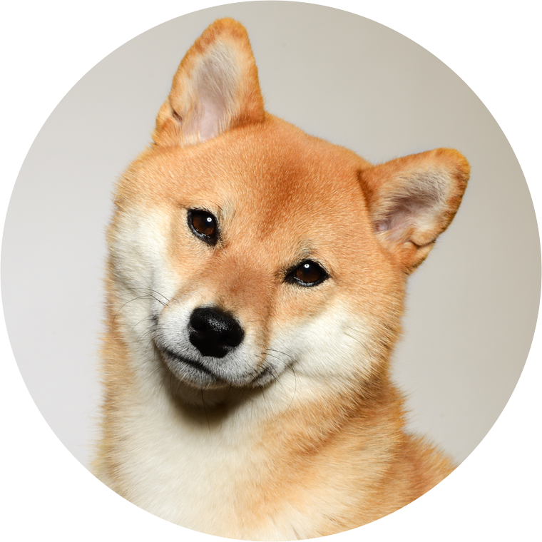Download Zelda Is A Five Year Old Shiba Inu From Seattle, Wa - Dog ...