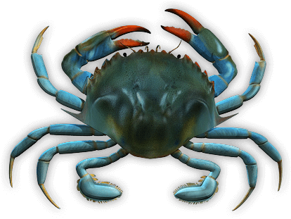Download Blue Crab - Blaukrabbe - Full Size PNG Image - PNGkit